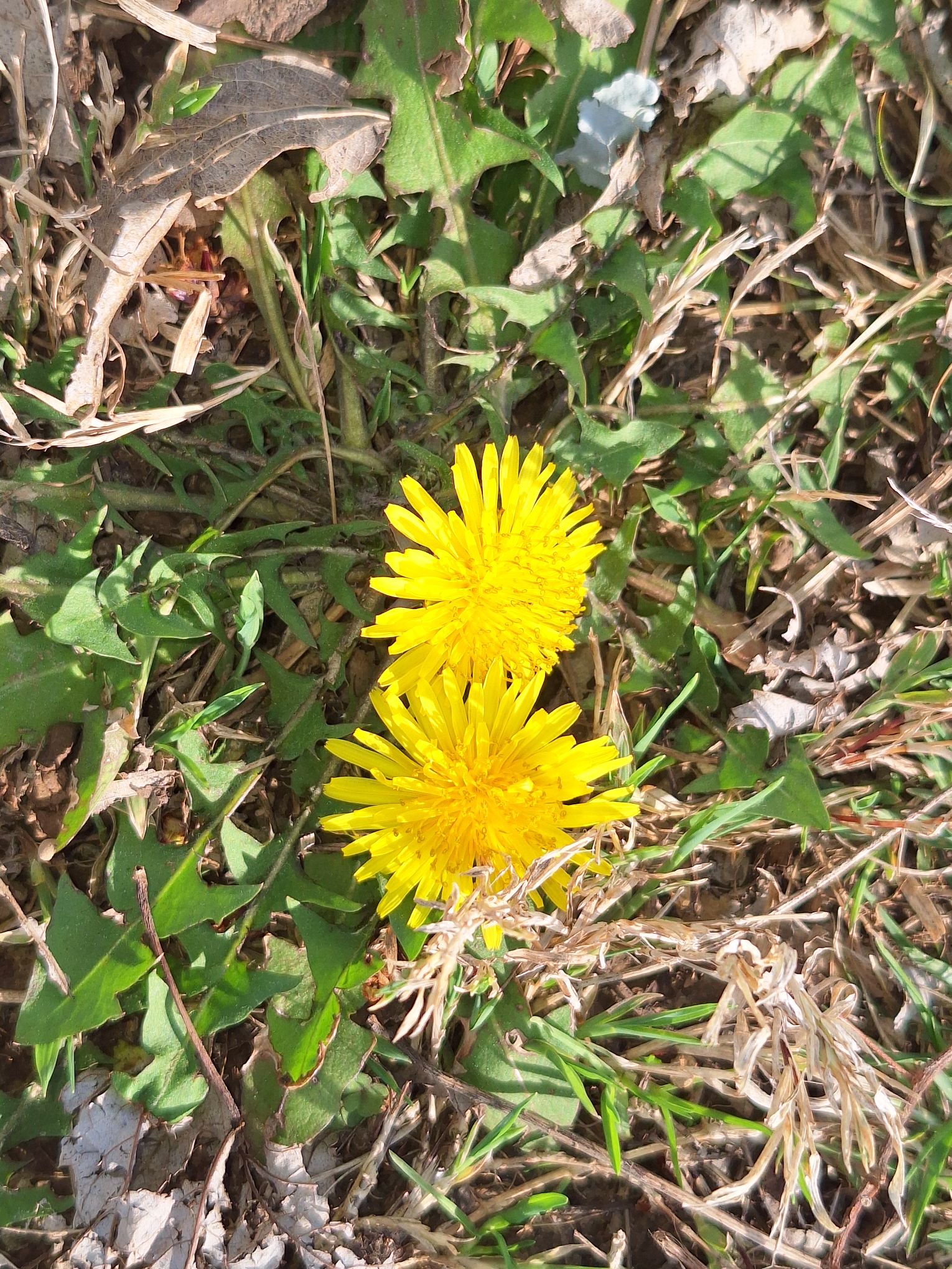 National Weed Appreciation Day: March 28, 2025 | Jeff Steele, Writer ...